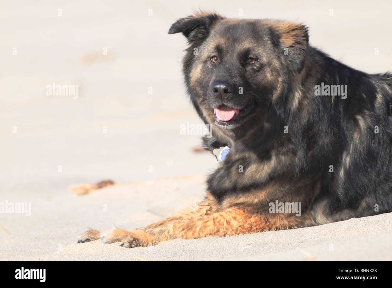 Norwegian Elkhound German Shepherd Mix