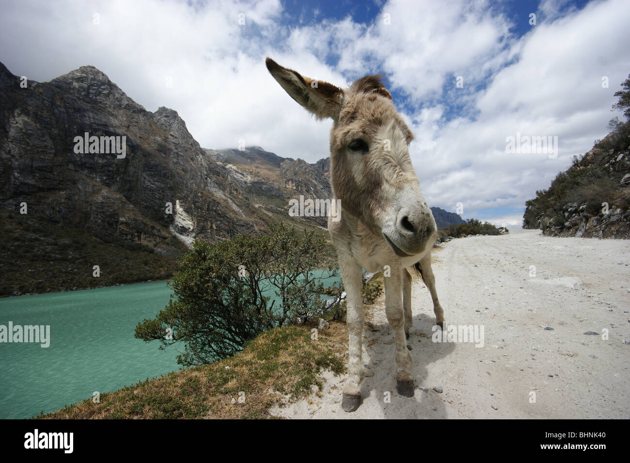 donkey peru andes Stock Photo - Alamy