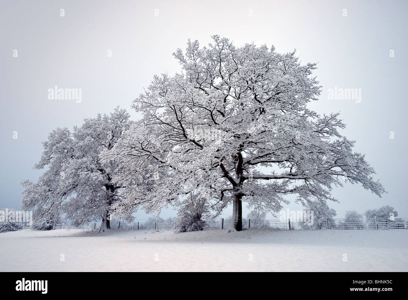 Trees in the Chiltern Hills, near High Wycombe. December snow 2009 ...