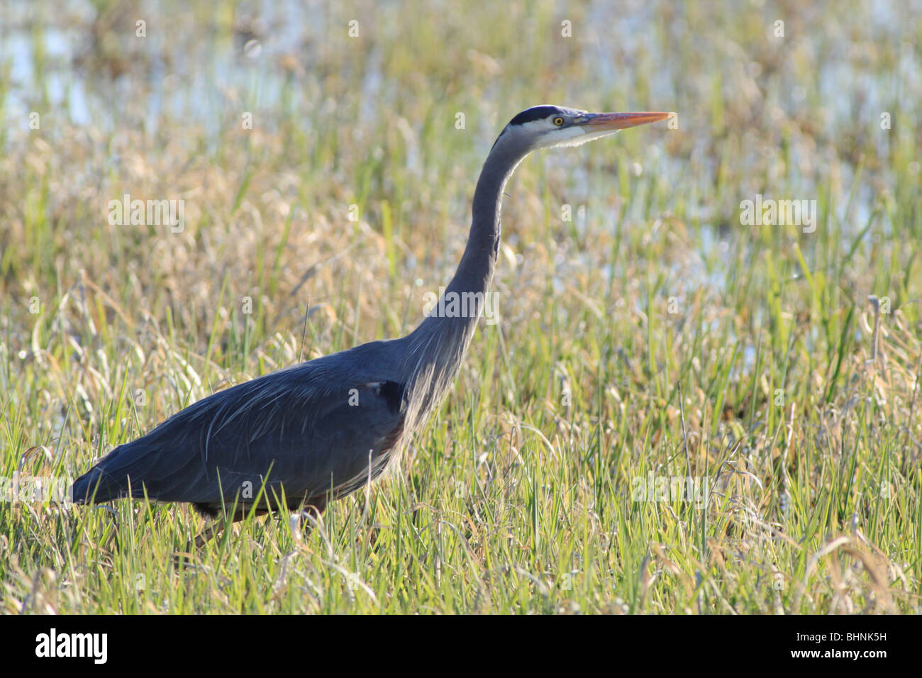 Heron wetland refuge hi-res stock photography and images - Alamy