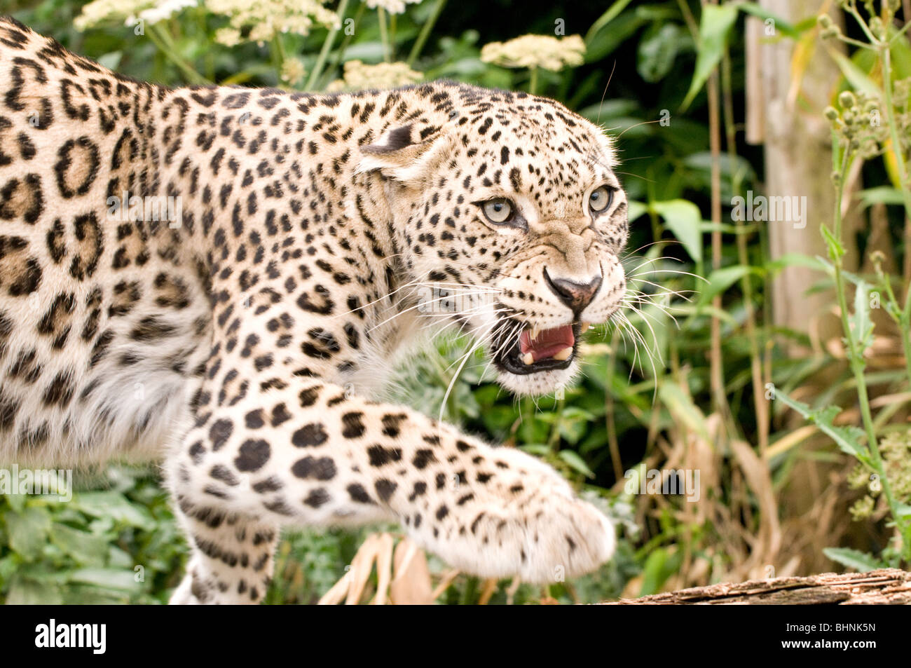 Clouded leopard teeth hi-res stock photography and images - Alamy