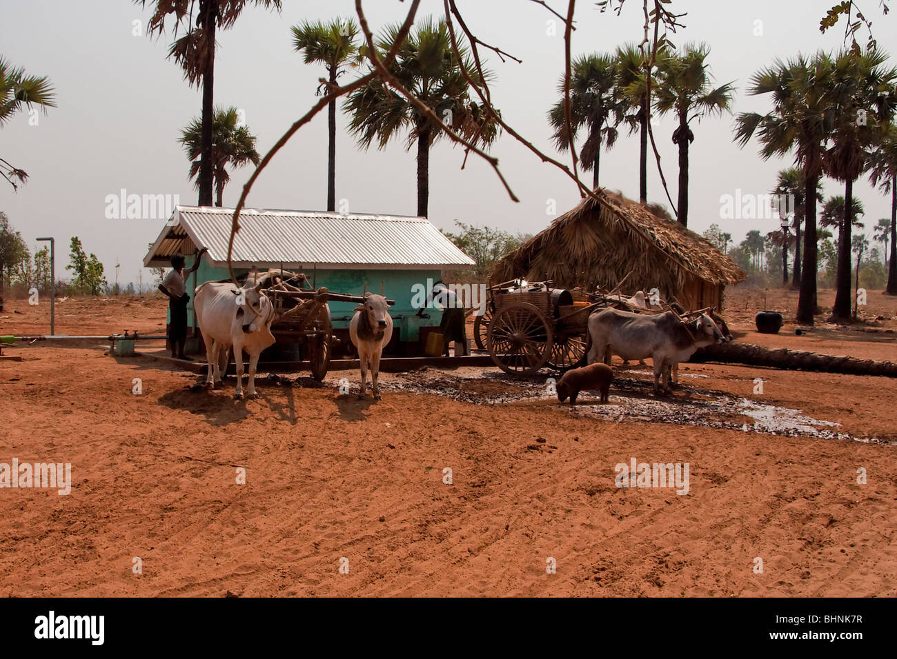Farm in Myanmar Stock Photo - Alamy