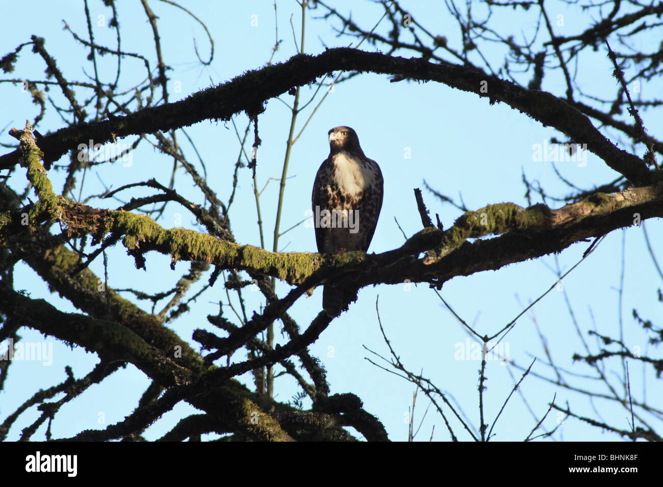 Red-tailed Hawk on a tree branch in Washington Stock Photo - Alamy
