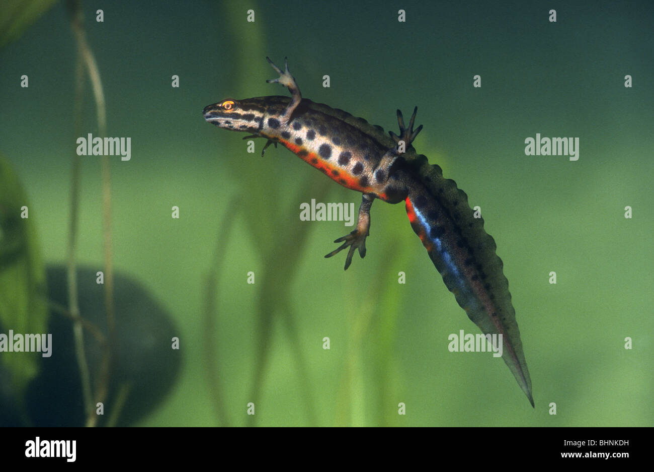 Smooth Newt or Common Newt, Lissotriton vulgaris, male in breeding ...