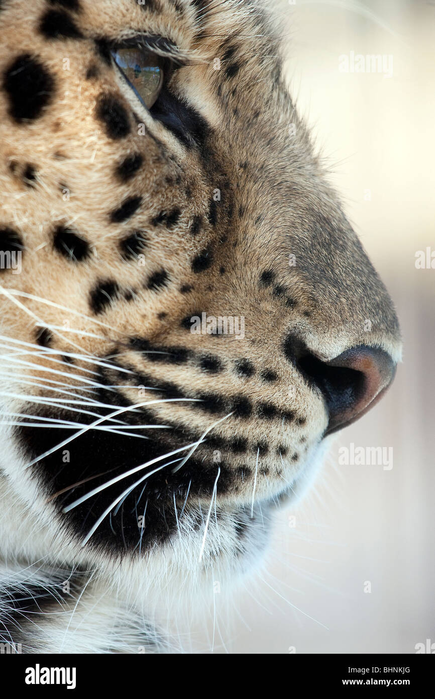 Amur leopard profile Stock Photo - Alamy
