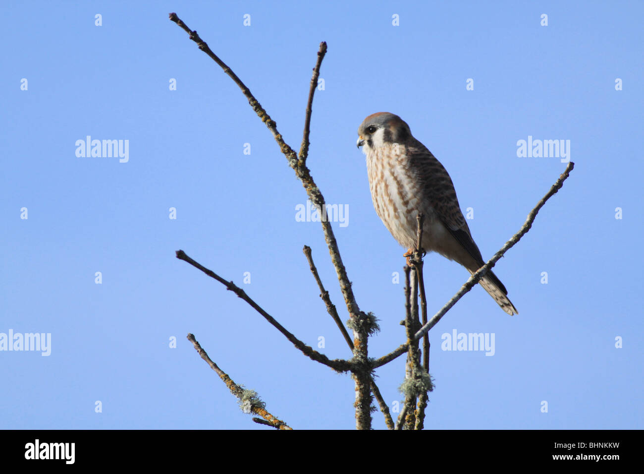 American Kestrel on a tree branch in Oregon Stock Photo - Alamy