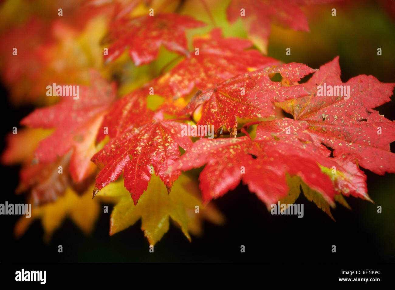 Vine maple leaves (Acer circinatum Stock Photo - Alamy