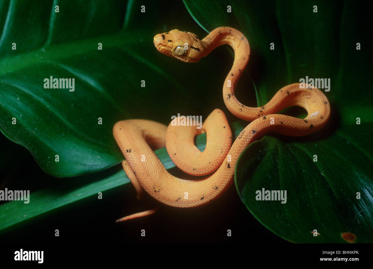 Amazon tree boa hi-res stock photography and images - Alamy