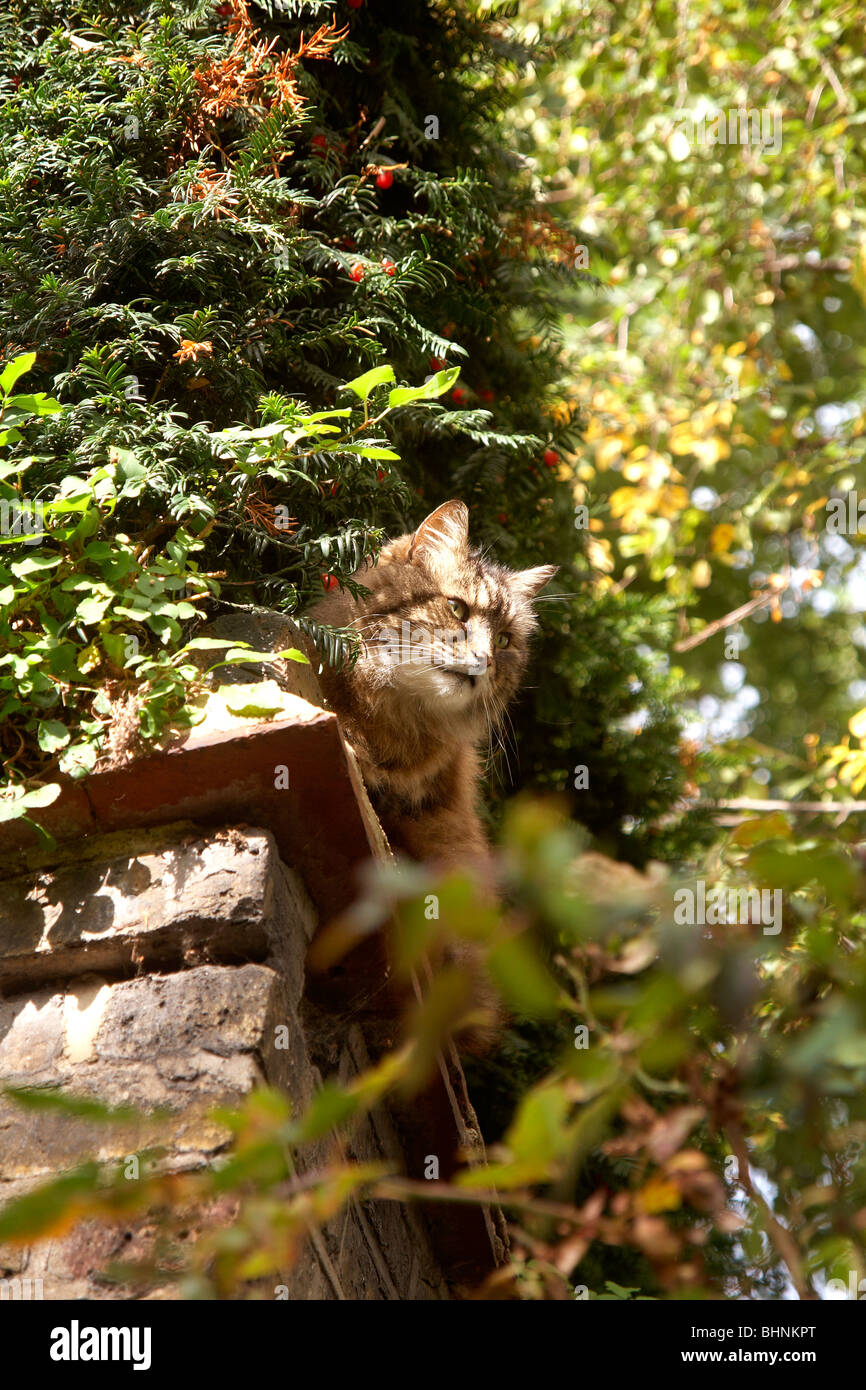 Basking cat hi-res stock photography and images - Alamy