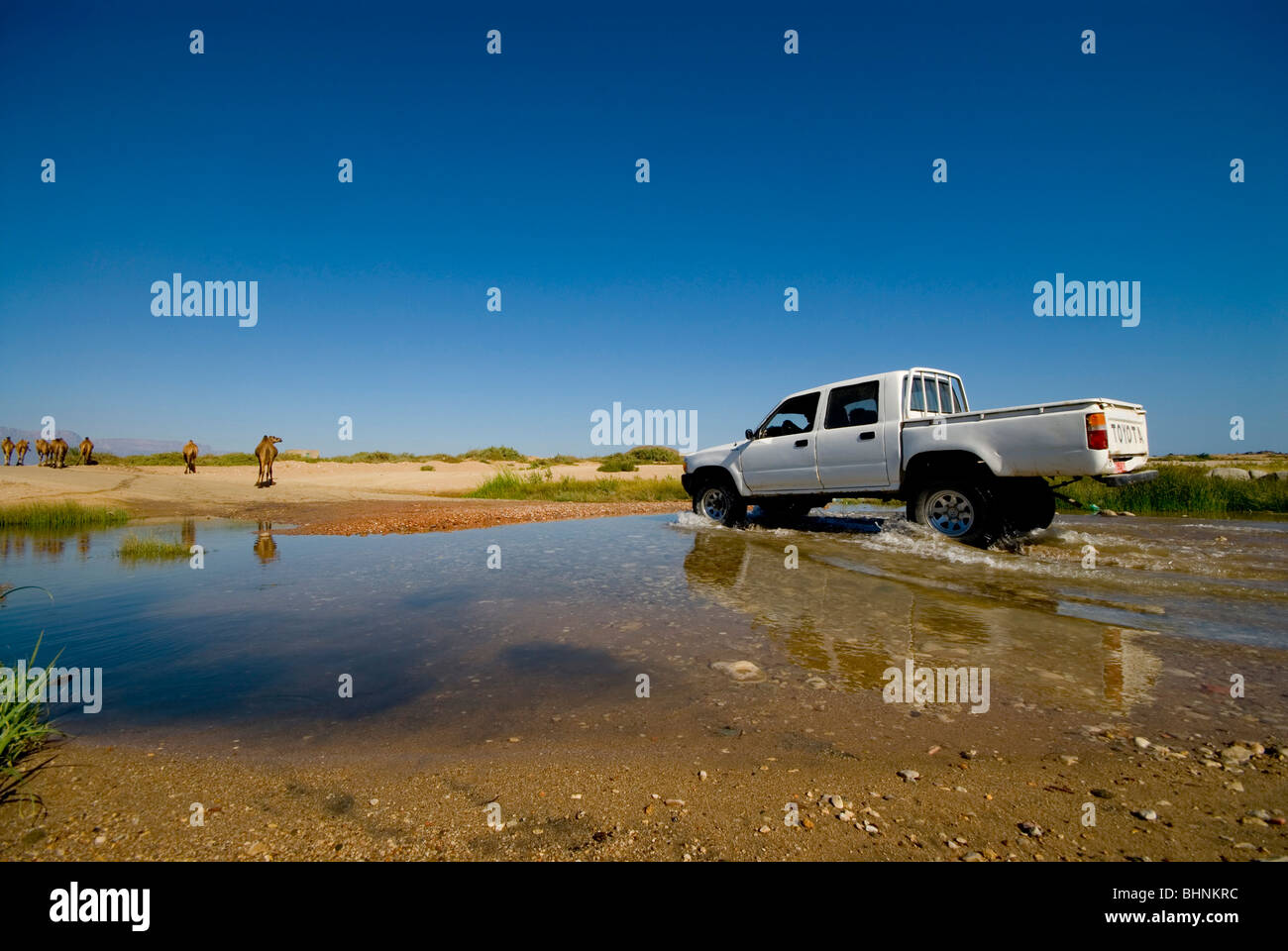 car drives through water near camels Stock Photo - Alamy