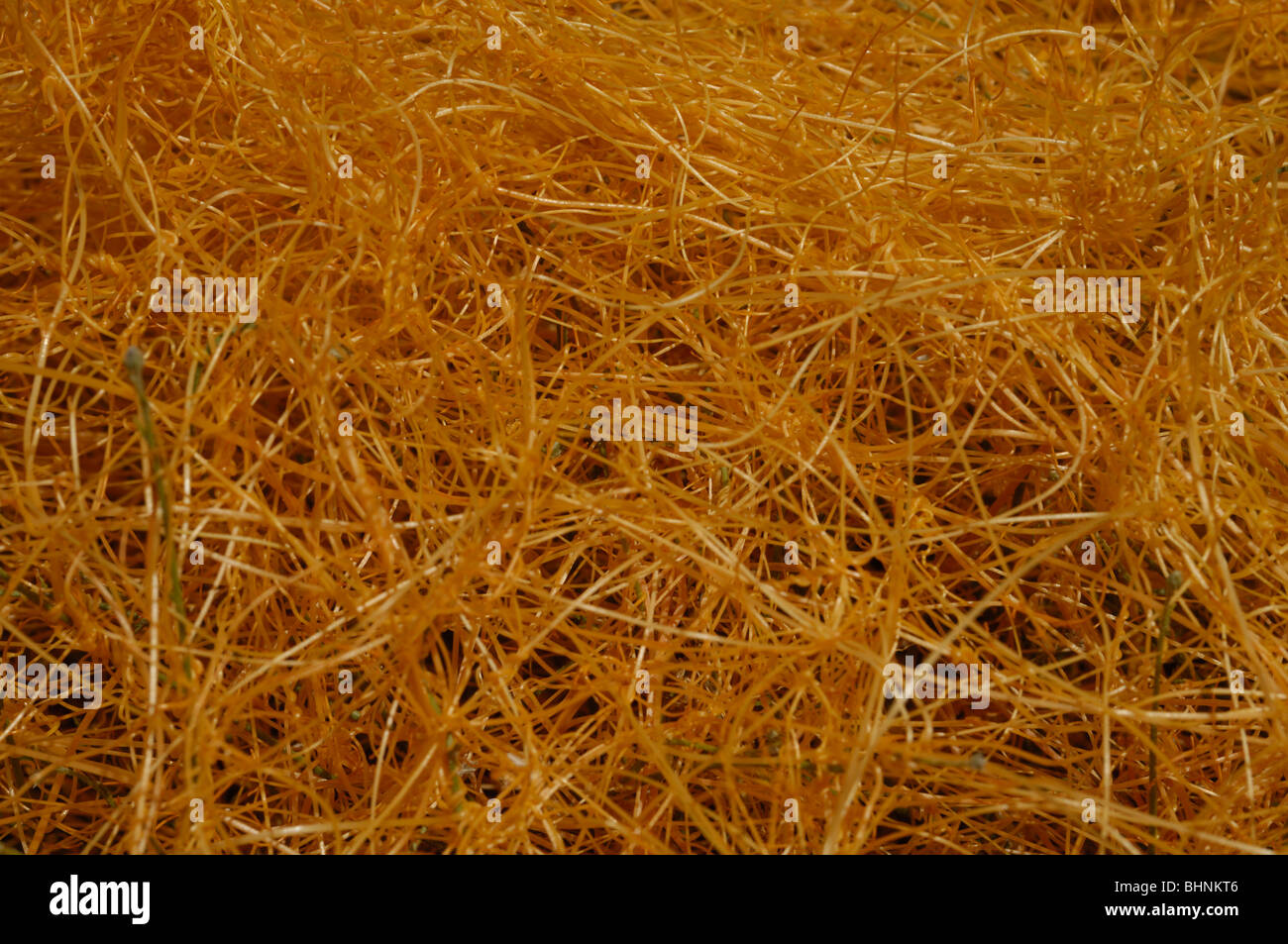 Dodder (Cuscuta sp Stock Photo - Alamy