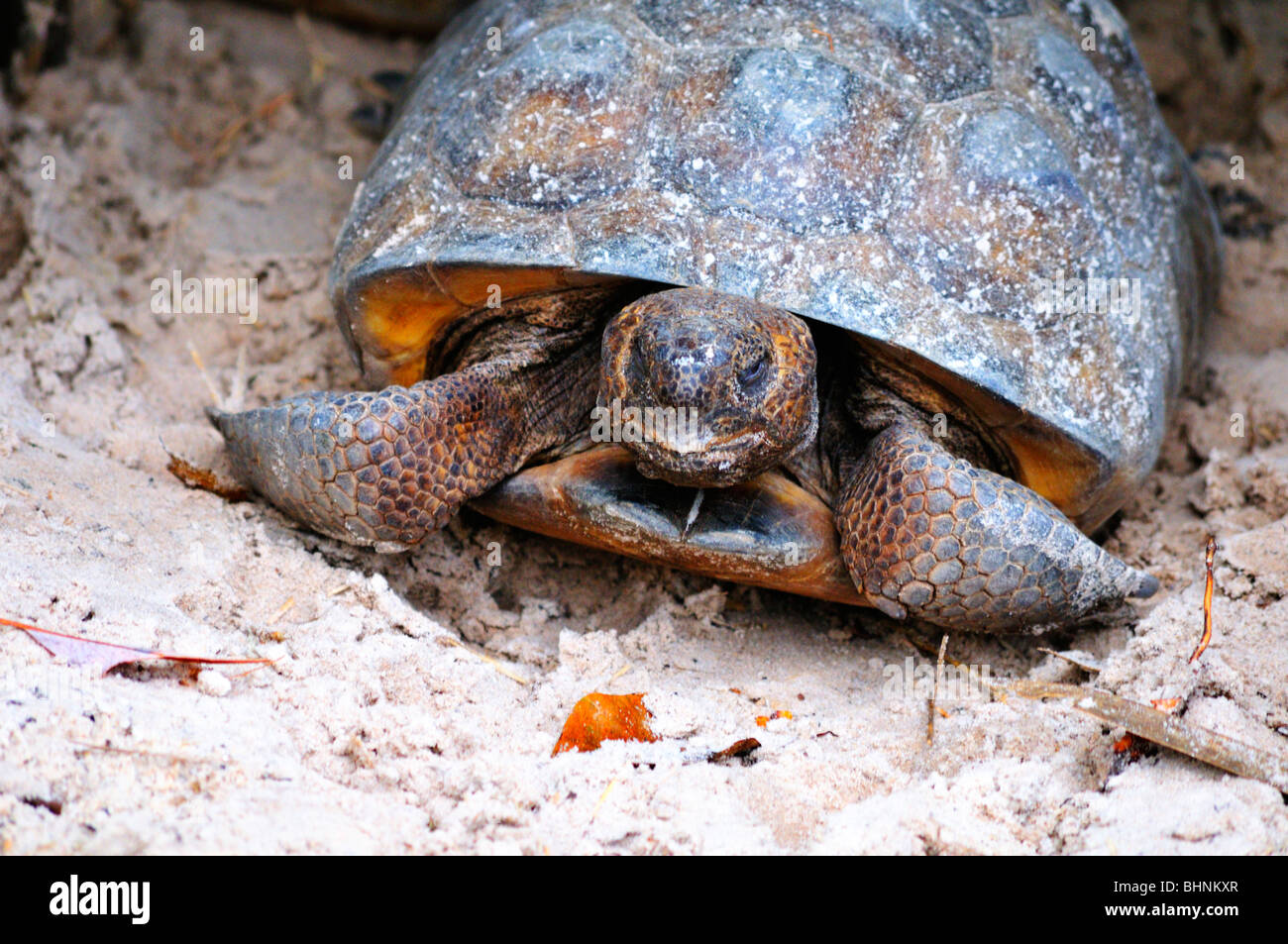 Gopher tortoise (Gopherus polyphemus) sticks his head out of the shell ...