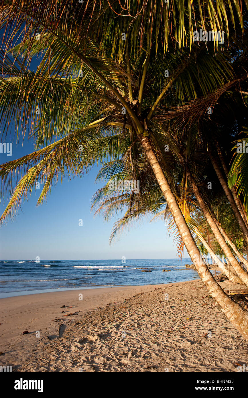 Manzanillo trees hi-res stock photography and images - Alamy