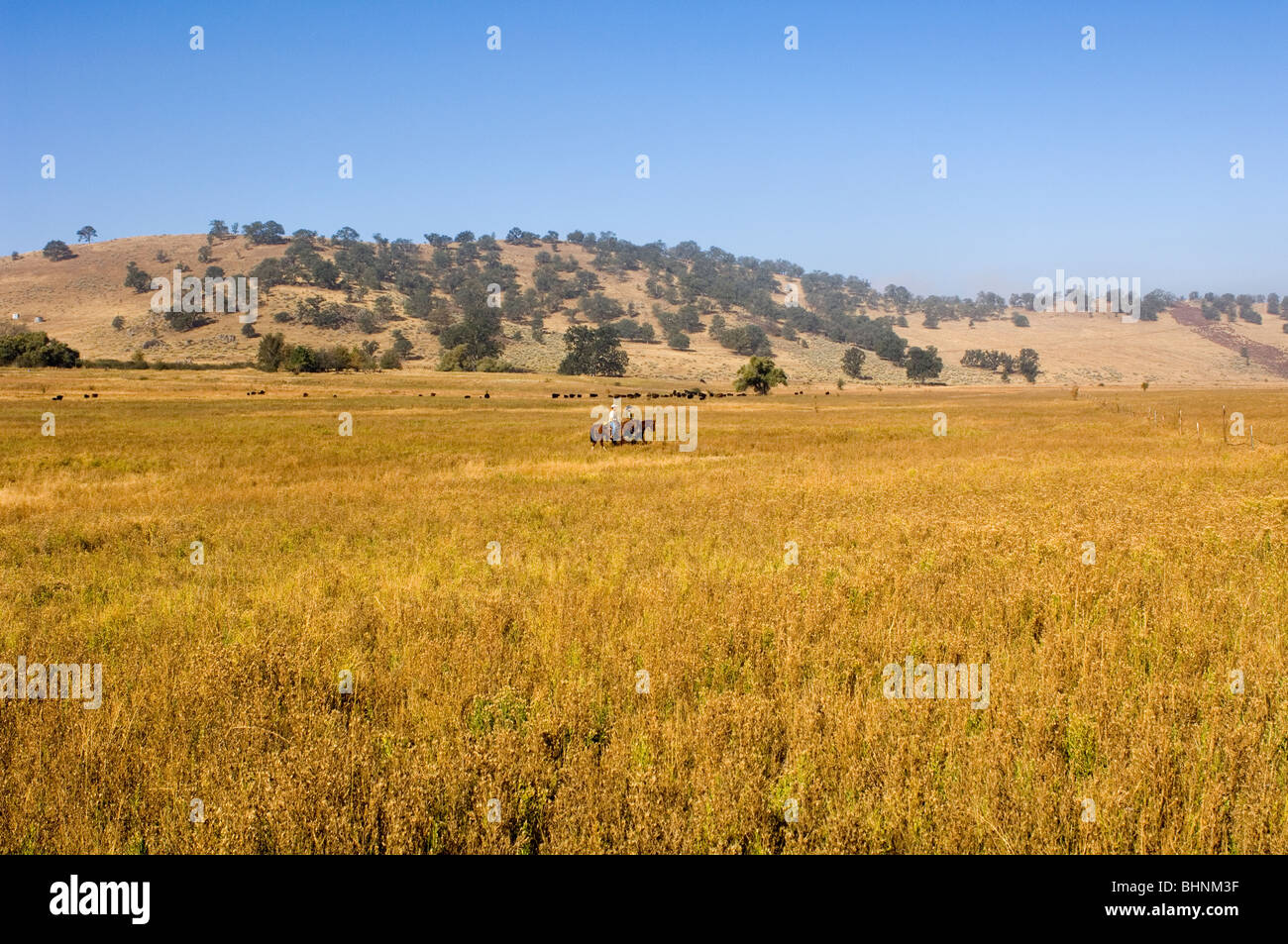 Cowboys & cowgirls riding the range herding cattle Stock Photo - Alamy