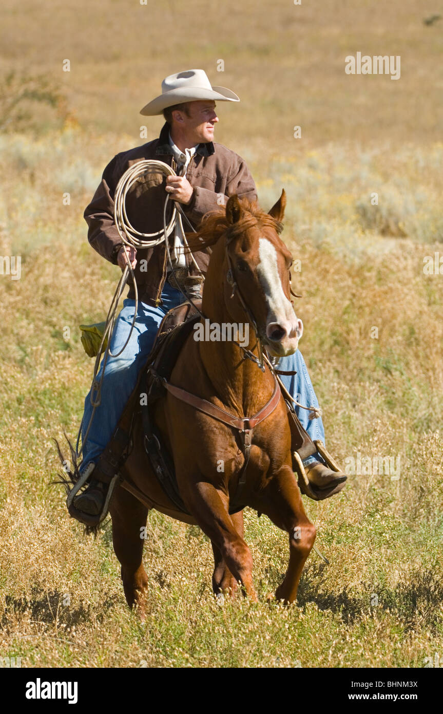 Cowboy riding the range herding cattle Stock Photo - Alamy