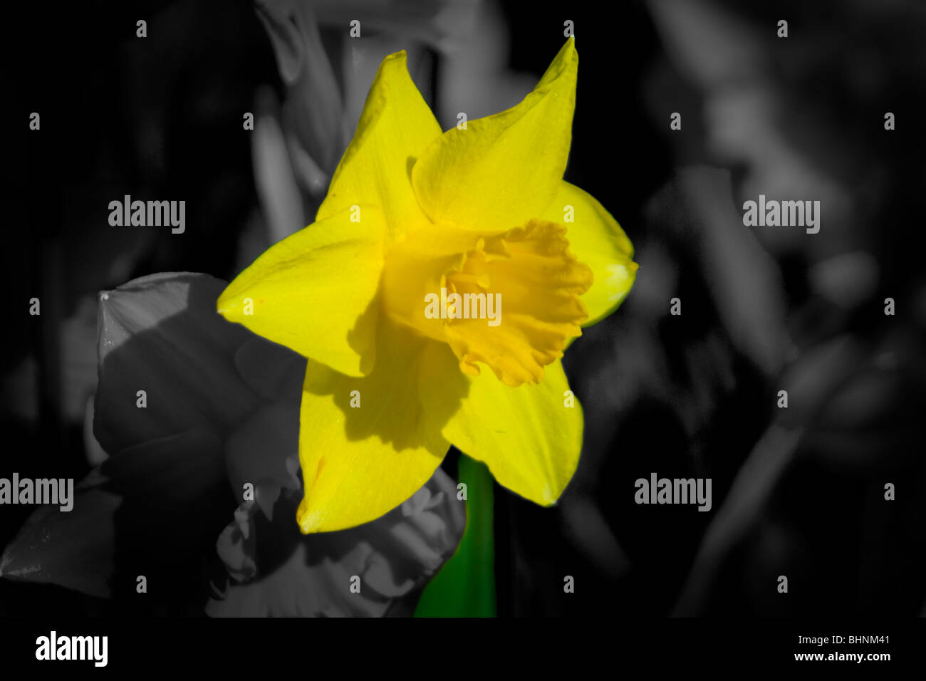 Image of daffodil with black background hi-res stock photography and ...