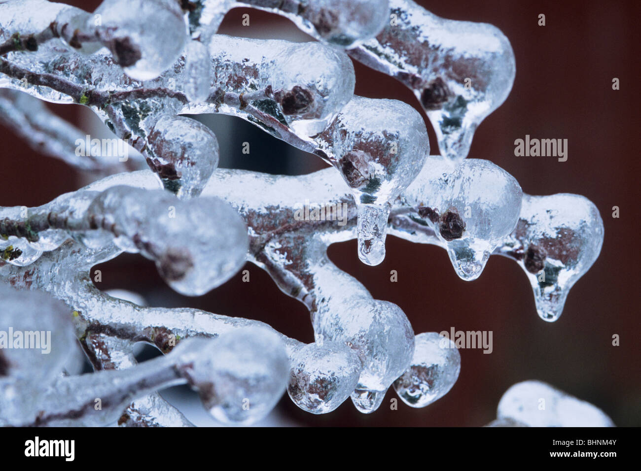 Ice coating on plants after ice storm and freezing rain Stock Photo - Alamy