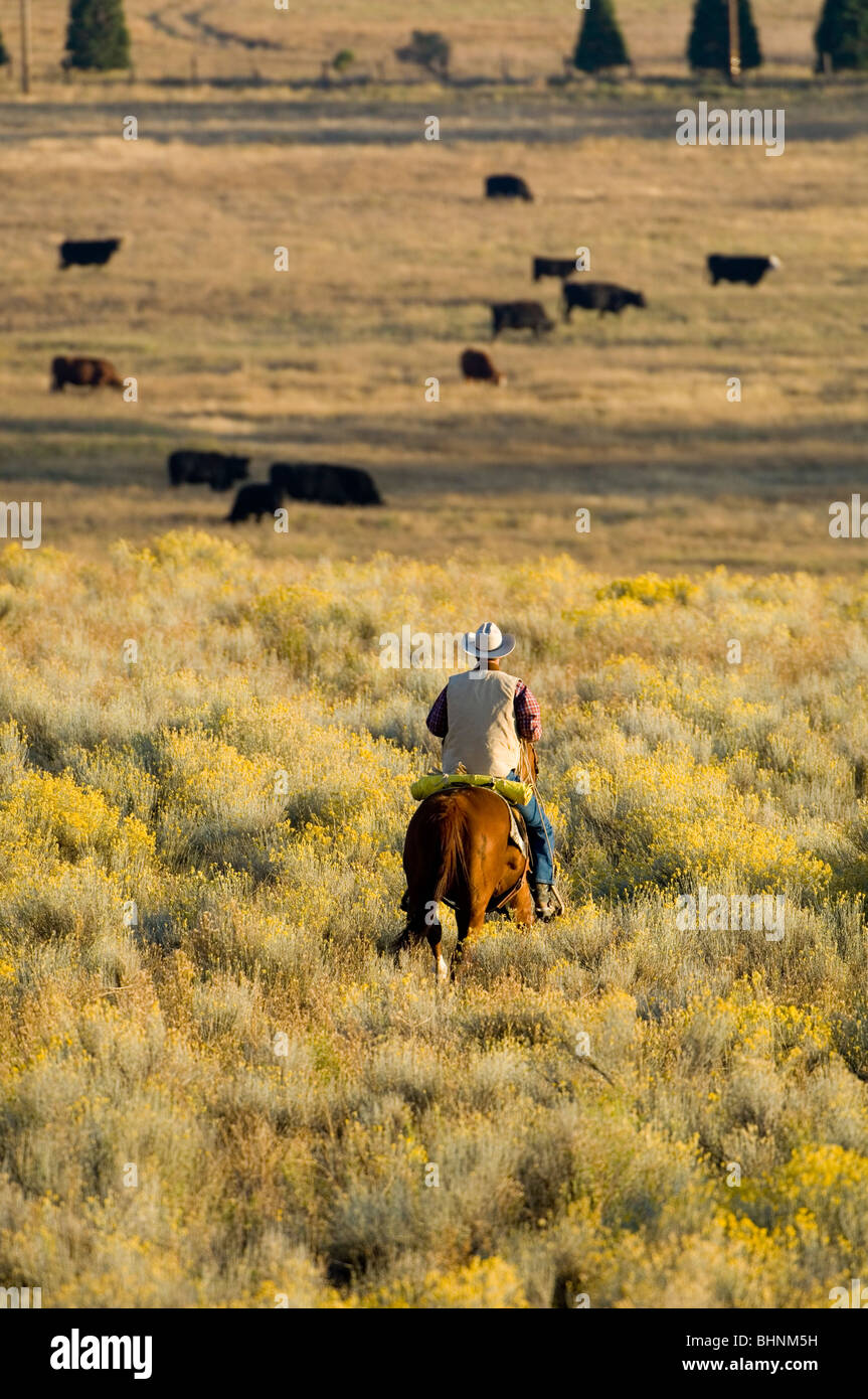 Cowboy riding the range herding cattle Stock Photo - Alamy