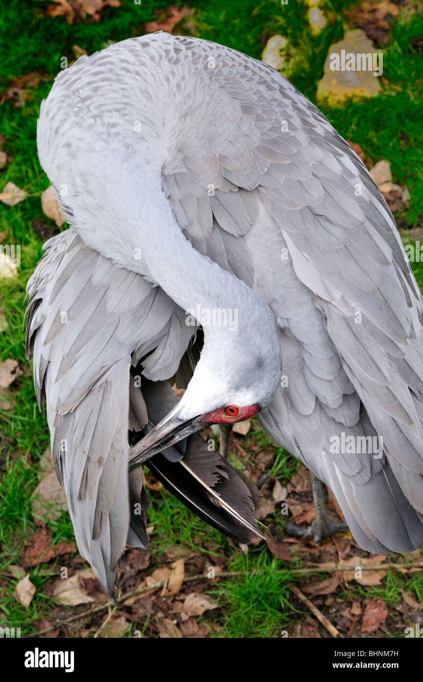 A sandhill crane uses its beak to do feather maintenance (preening ...