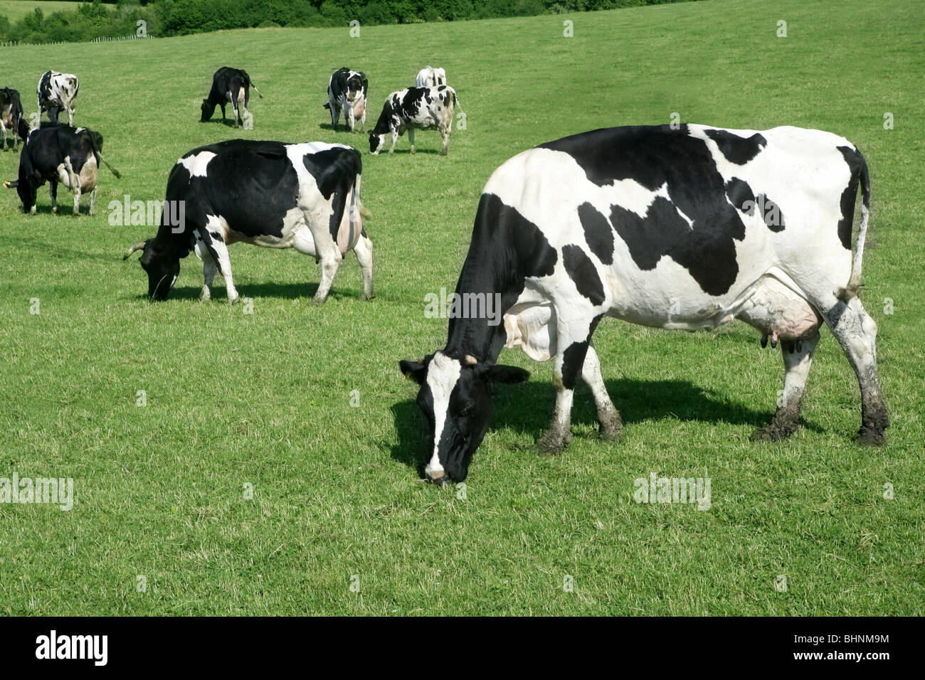 Black and white cow eating green meadow grass Stock Photo - Alamy