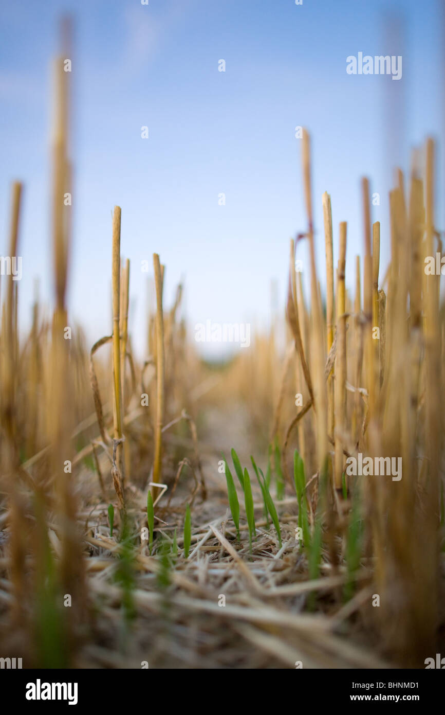 Stubble field hi-res stock photography and images - Alamy
