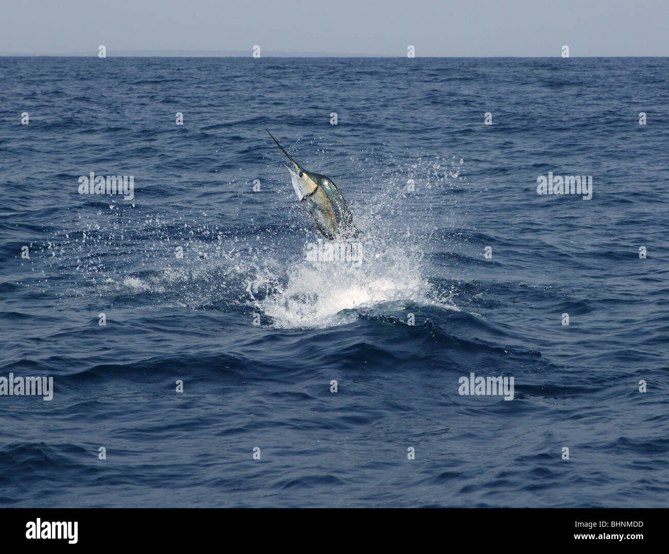 Boat sailfish jumping hi-res stock photography and images - Alamy