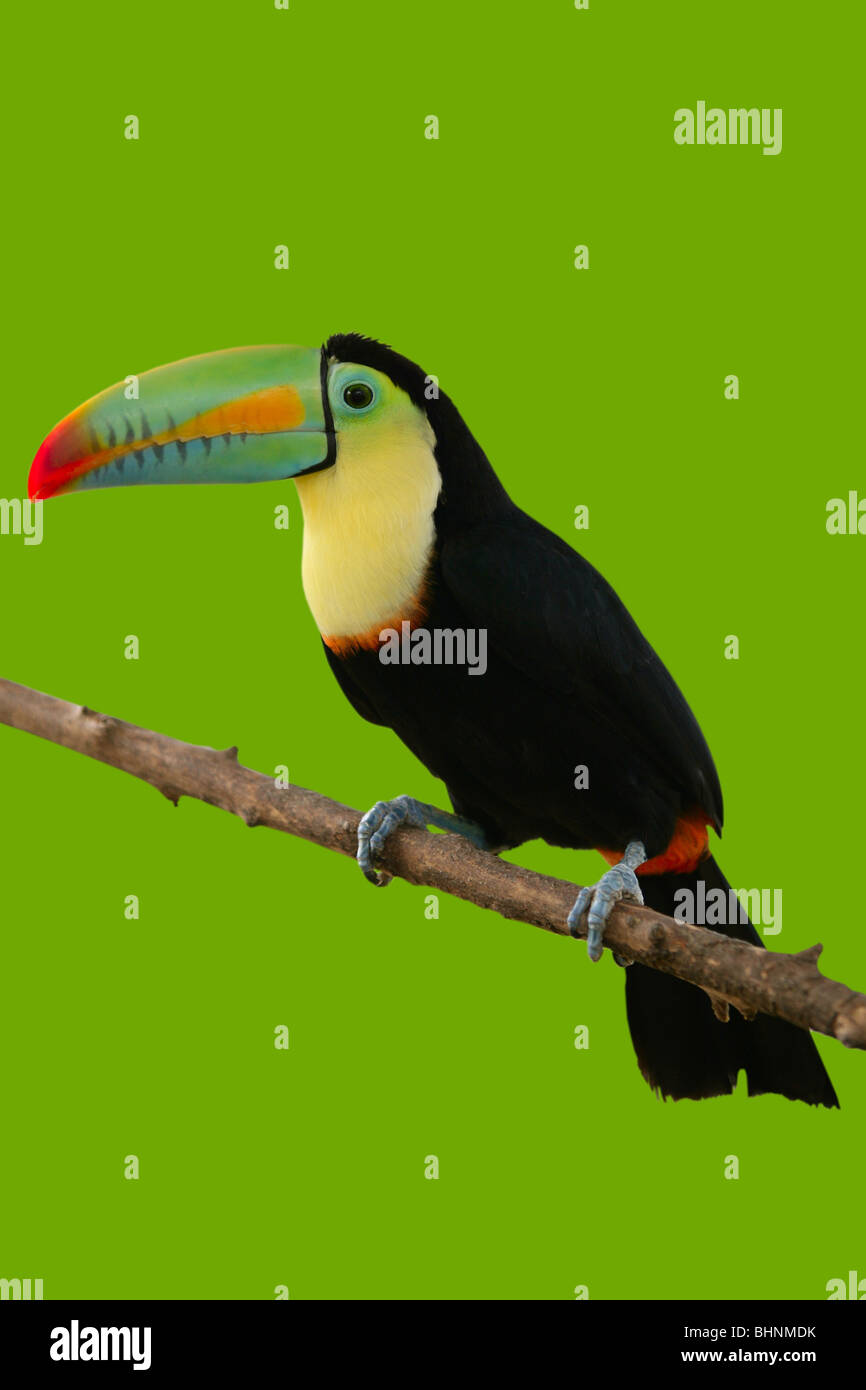 Tucan Cut Out Stock Images & Pictures - Alamy