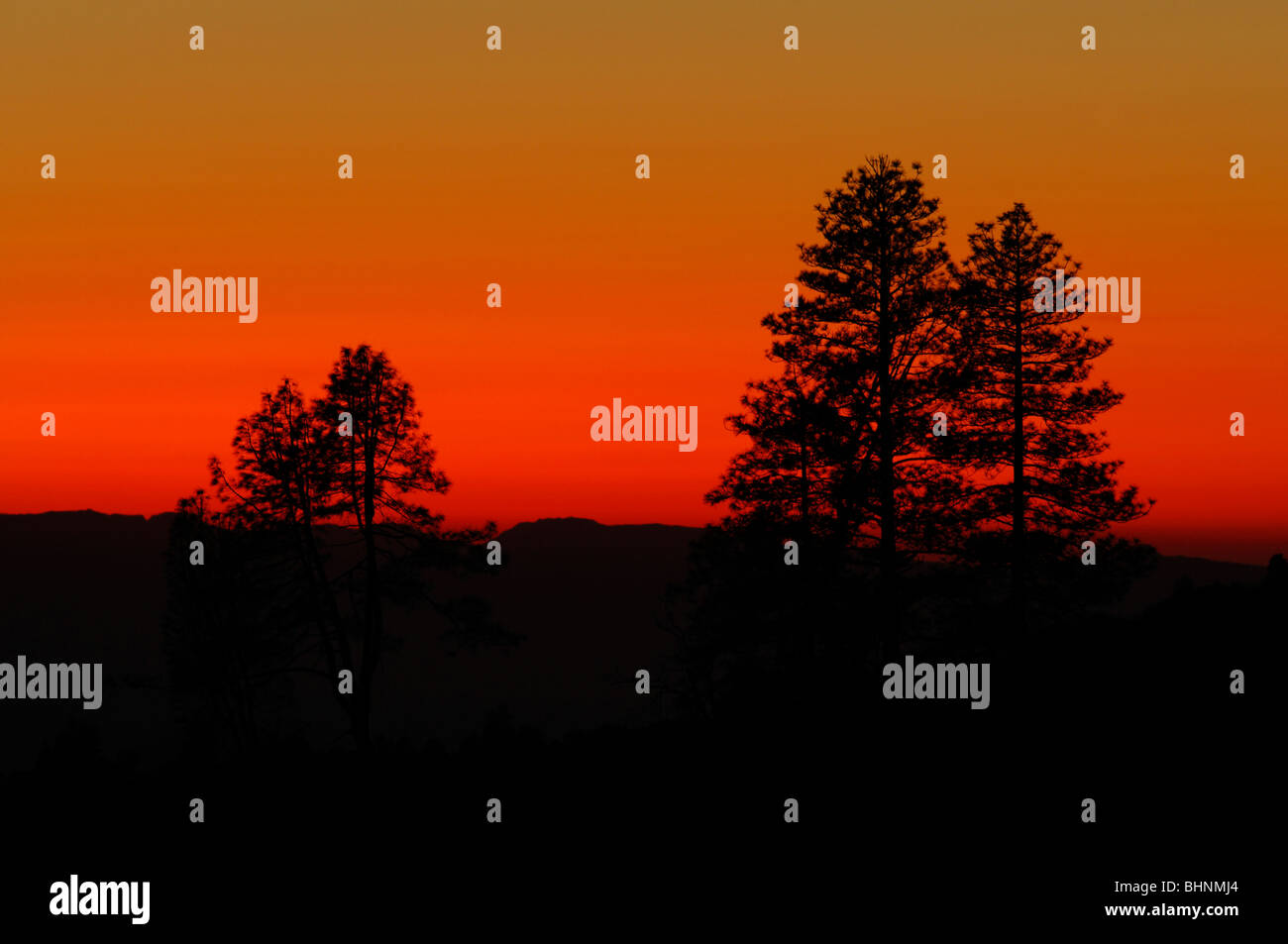 Pine tree, sunset Stock Photo - Alamy