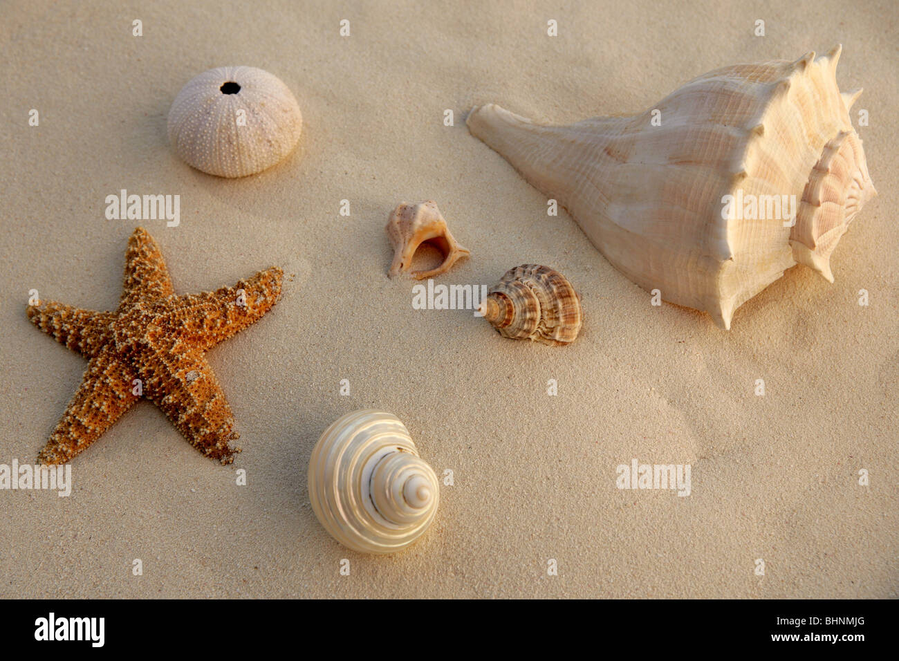Caribbean shells hi-res stock photography and images - Alamy