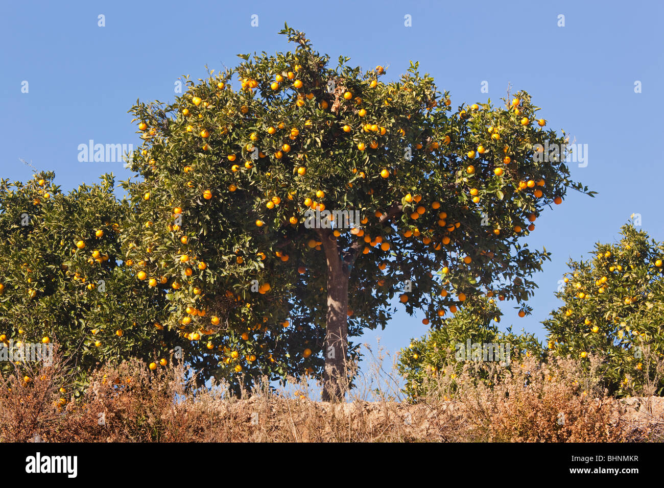 Orange trees southern Spain Stock Photo - Alamy