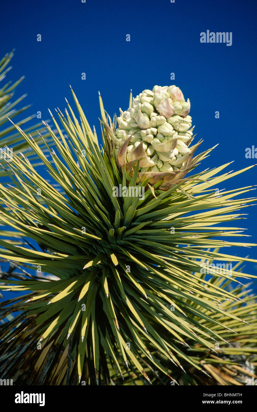 Blooming joshua trees hi-res stock photography and images - Alamy