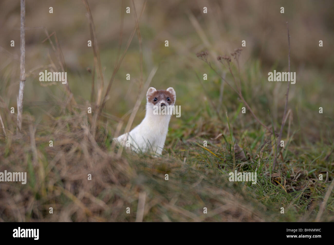 Stoat(Mustela erminea) in Winter coat hunting Stock Photo - Alamy