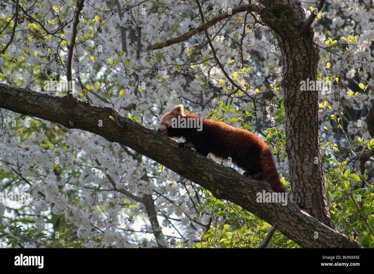 Red panda tree hi-res stock photography and images - Alamy