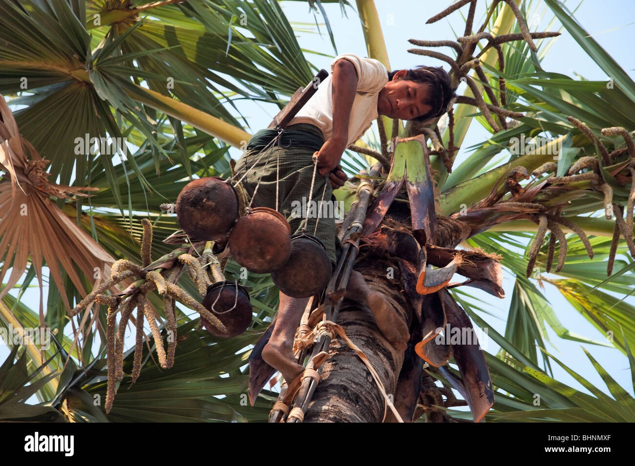 Palm tree climber at work in Myanmar Stock Photo - Alamy