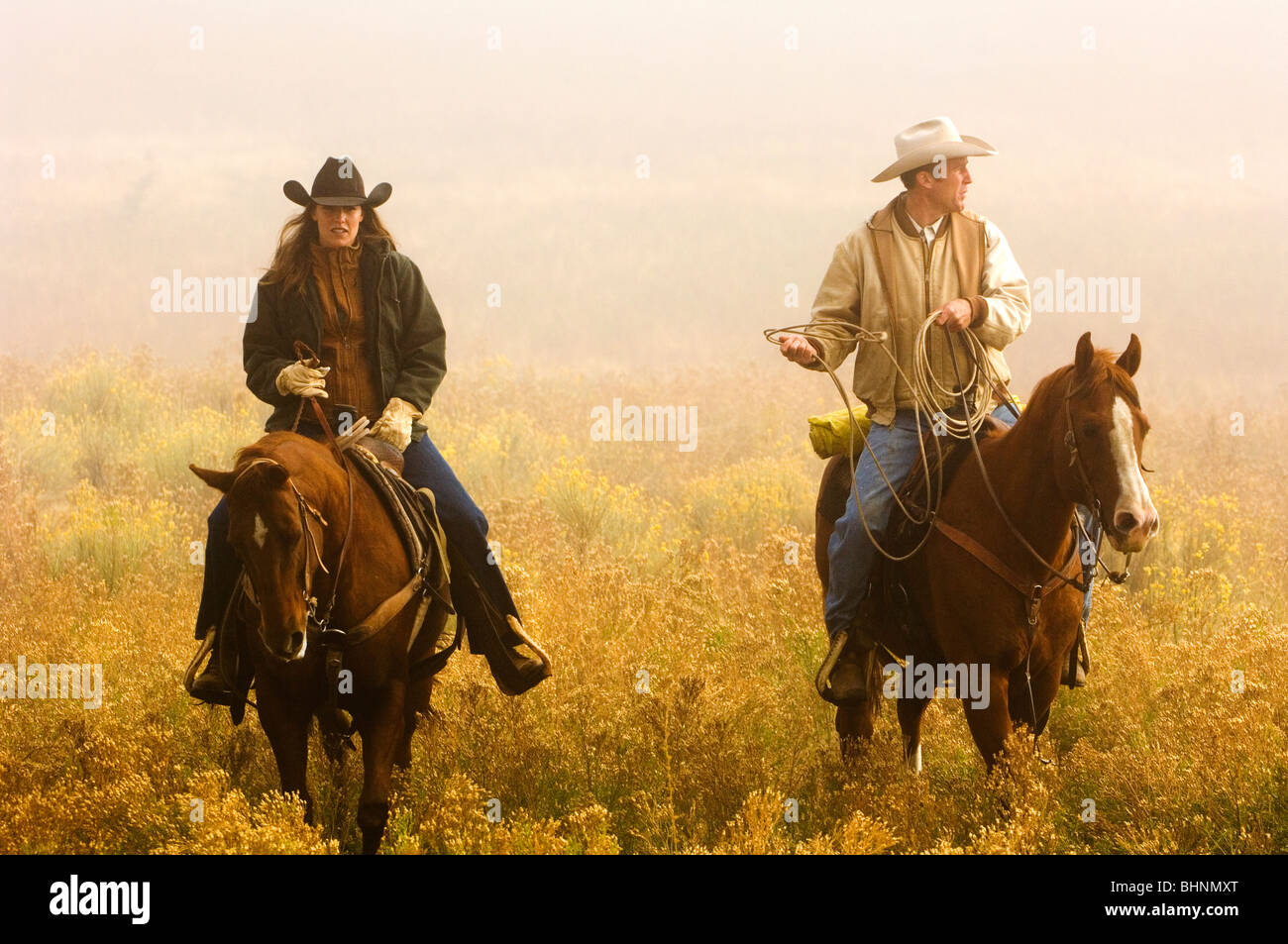 Cowboys & cowgirls riding the range herding cattle Stock Photo - Alamy