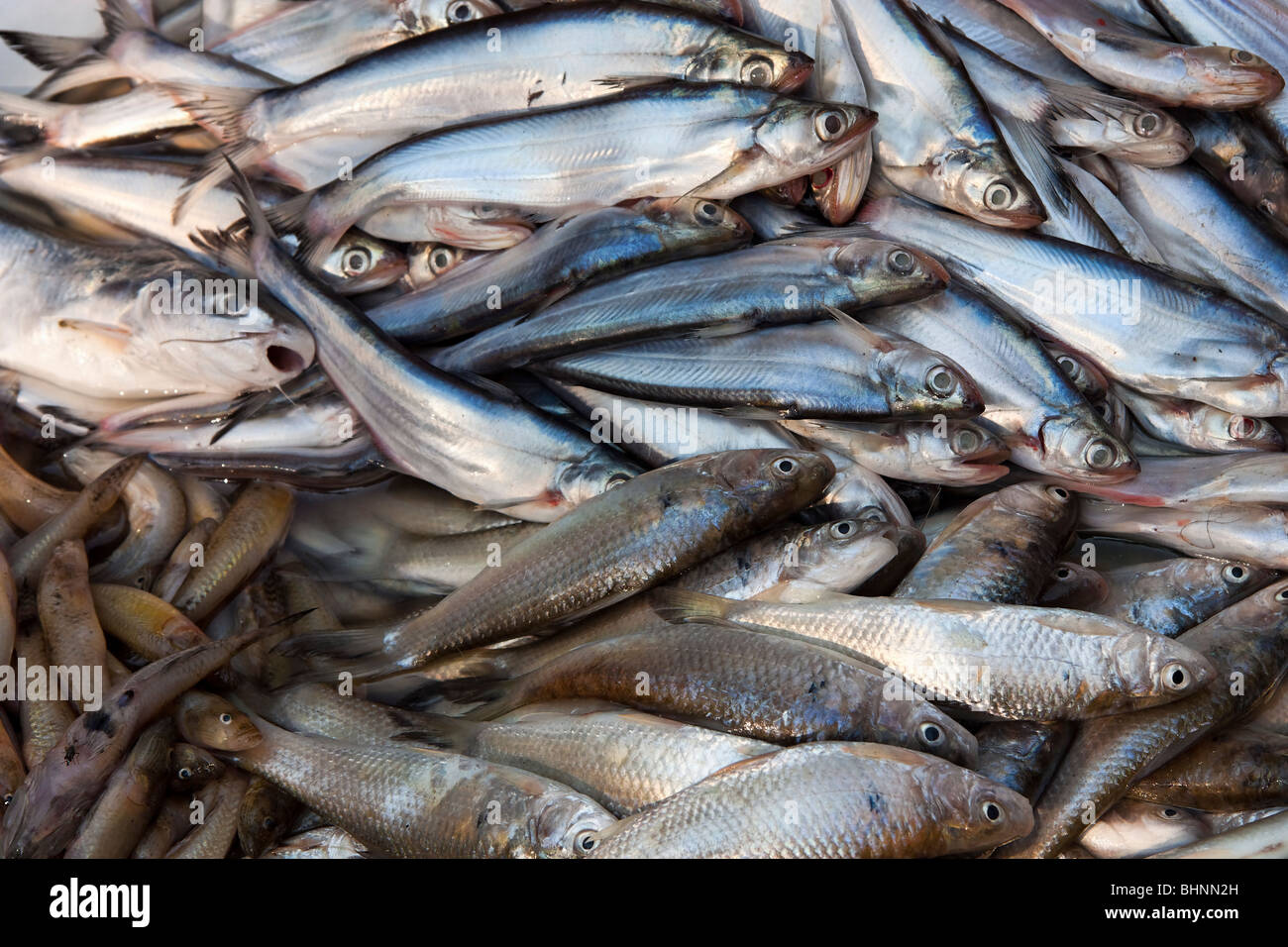 Stack of fish heads hi-res stock photography and images - Alamy
