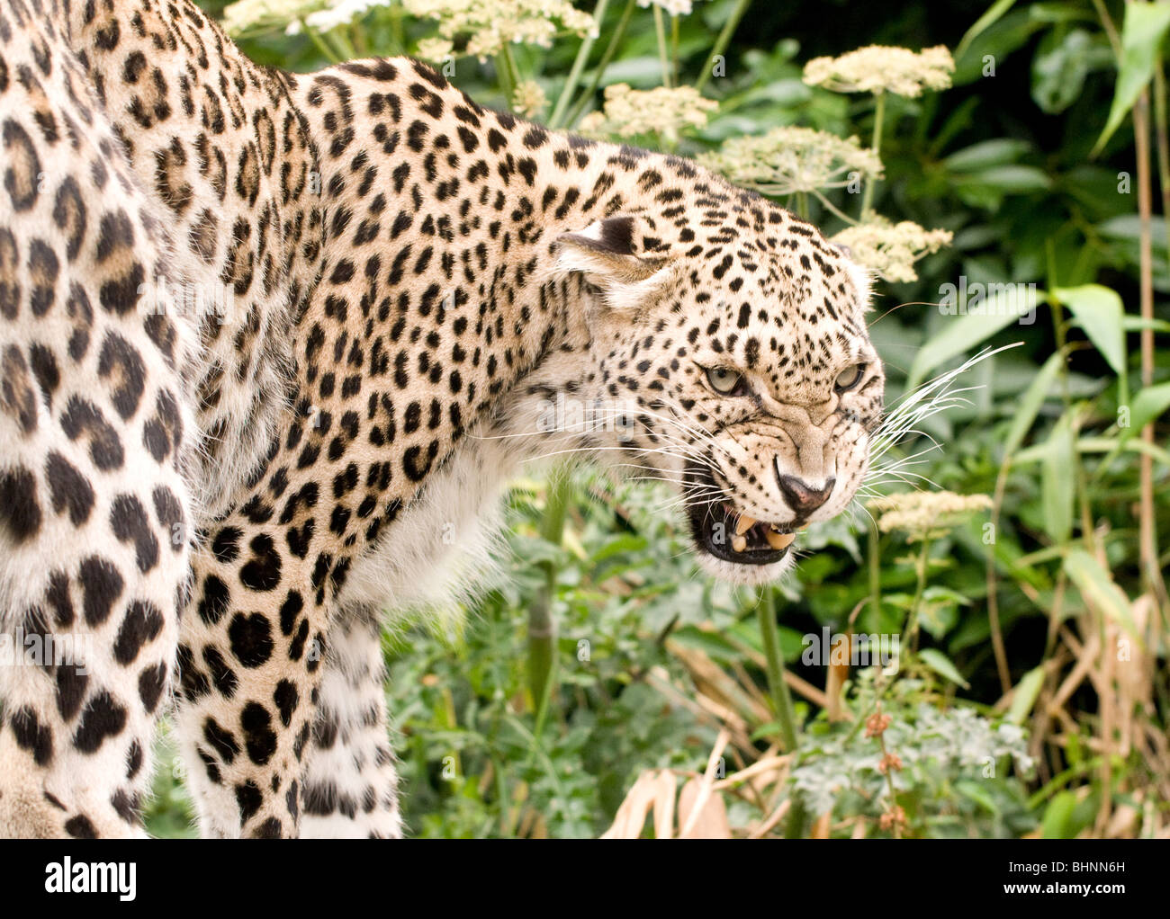 Persian Leopard in captivity Stock Photo - Alamy
