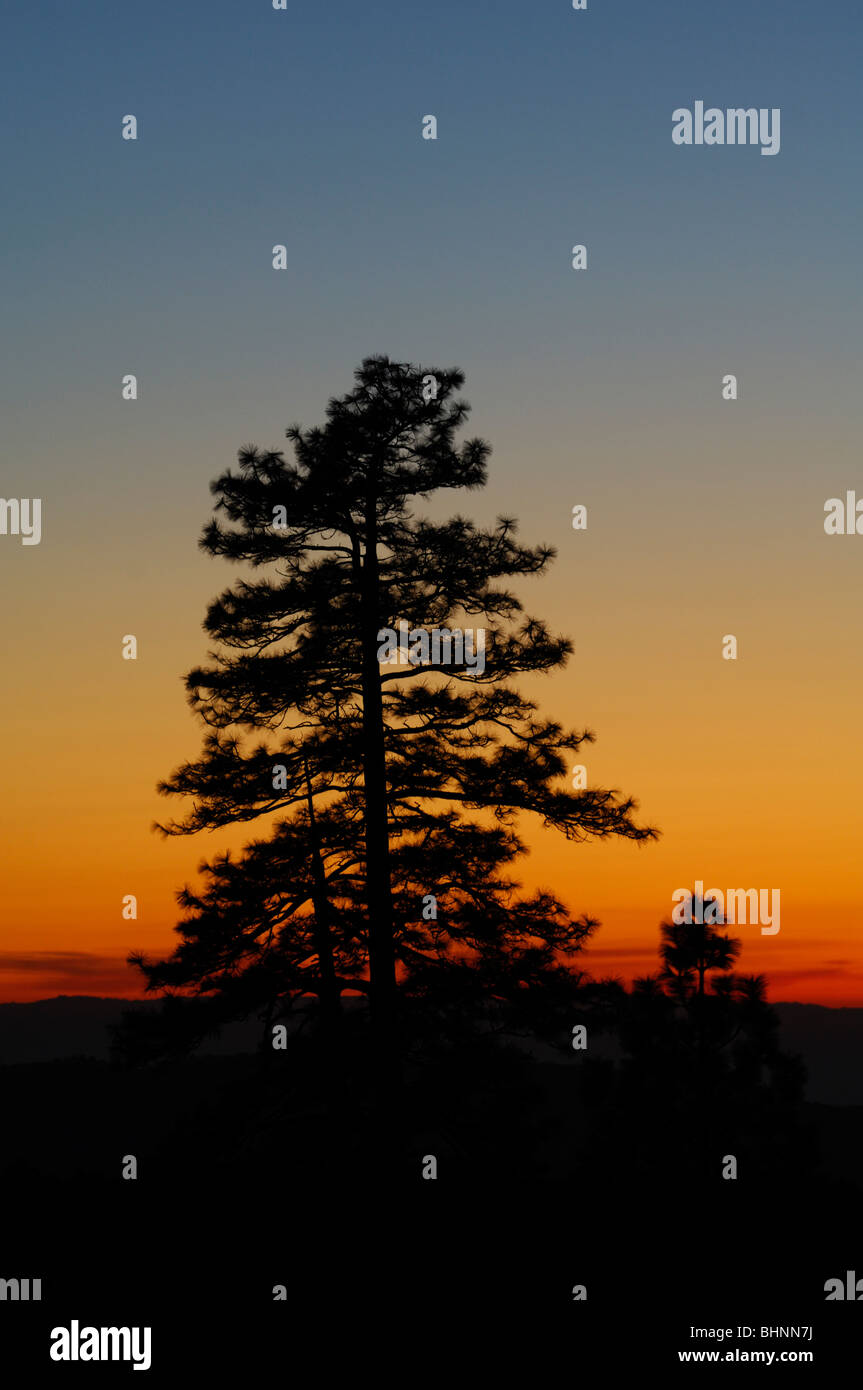 Pine tree, sunset Stock Photo - Alamy