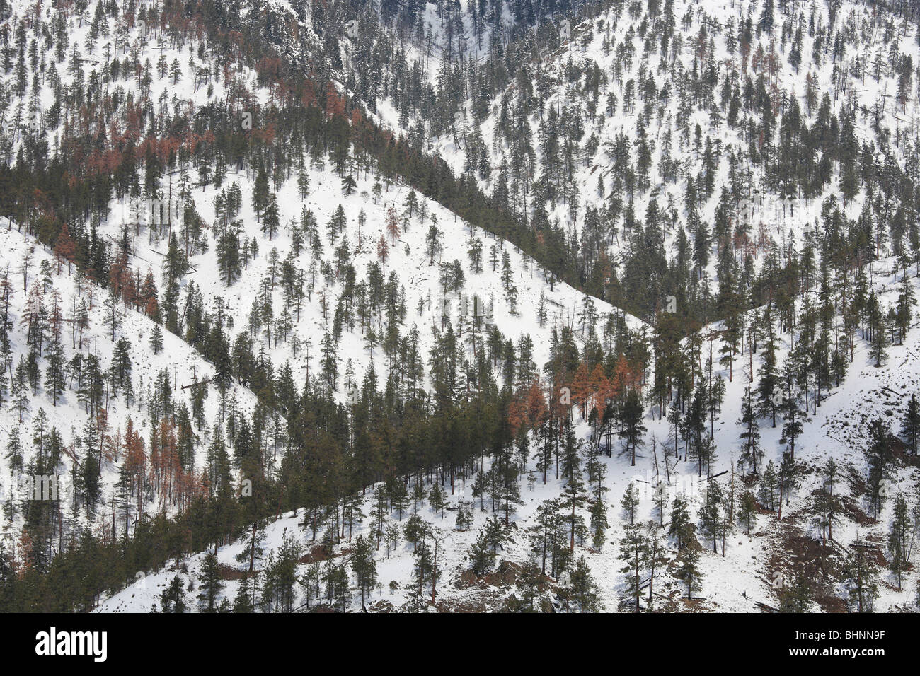 Ridges with mountain pine beetle infected pine trees (in red), Thompson ...