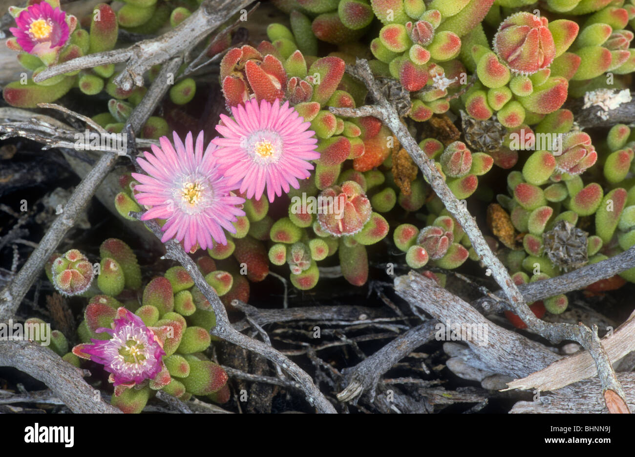 Delosperma, Delosperma species, Cape Peninsula, South Africa Stock ...