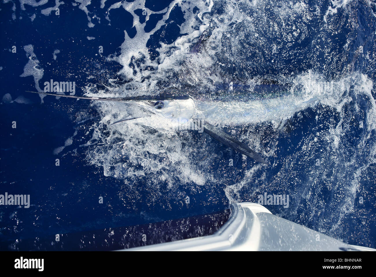 Atlantic white marlin big game sport fishing over blue ocean saltwater ...