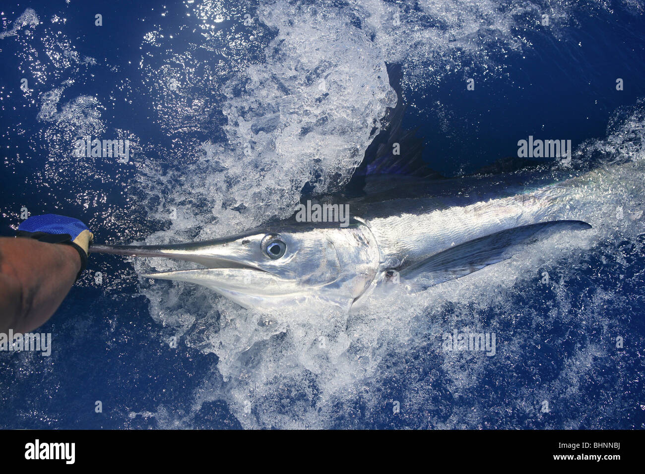 Beautiful white marlin real bill fish on atlantic water sport fishing ...