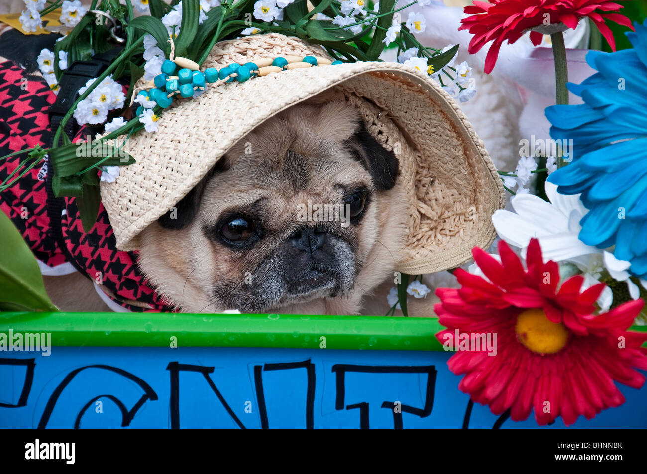 Pugs In Fancy Dress