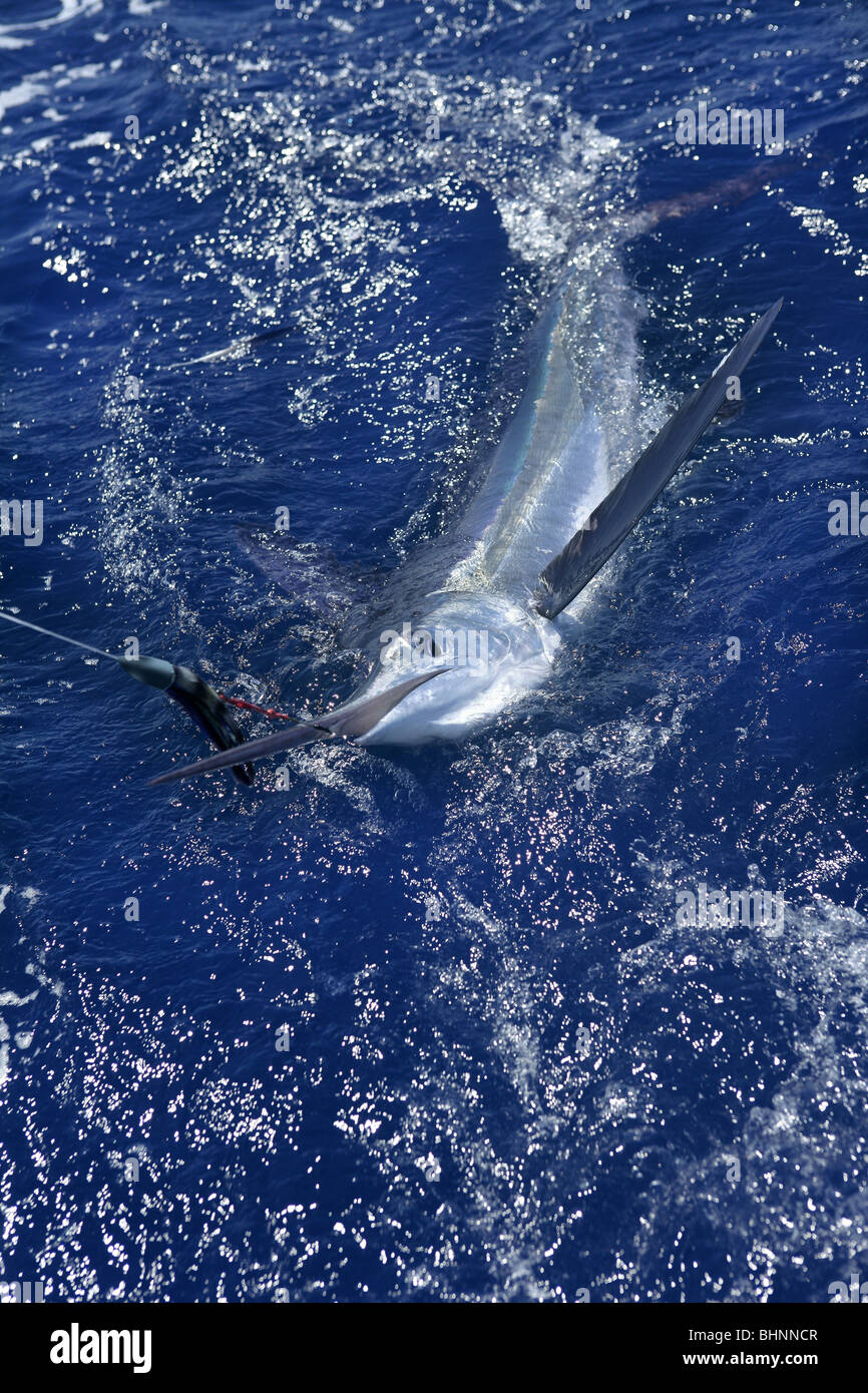 Beautiful white marlin real bill fish on atlantic water sport fishing ...
