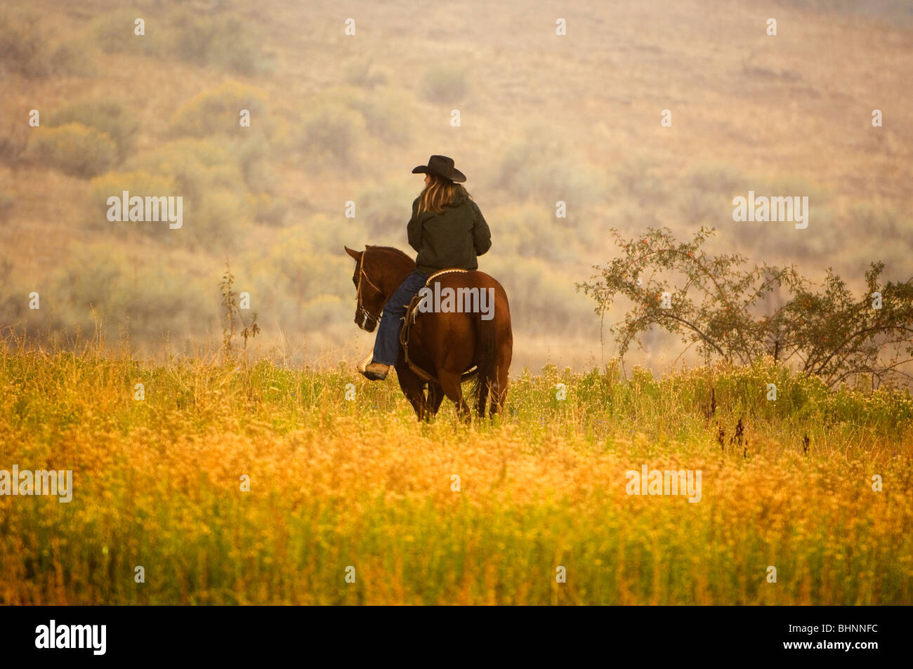 Cowgirl herding cattle hi-res stock photography and images - Alamy