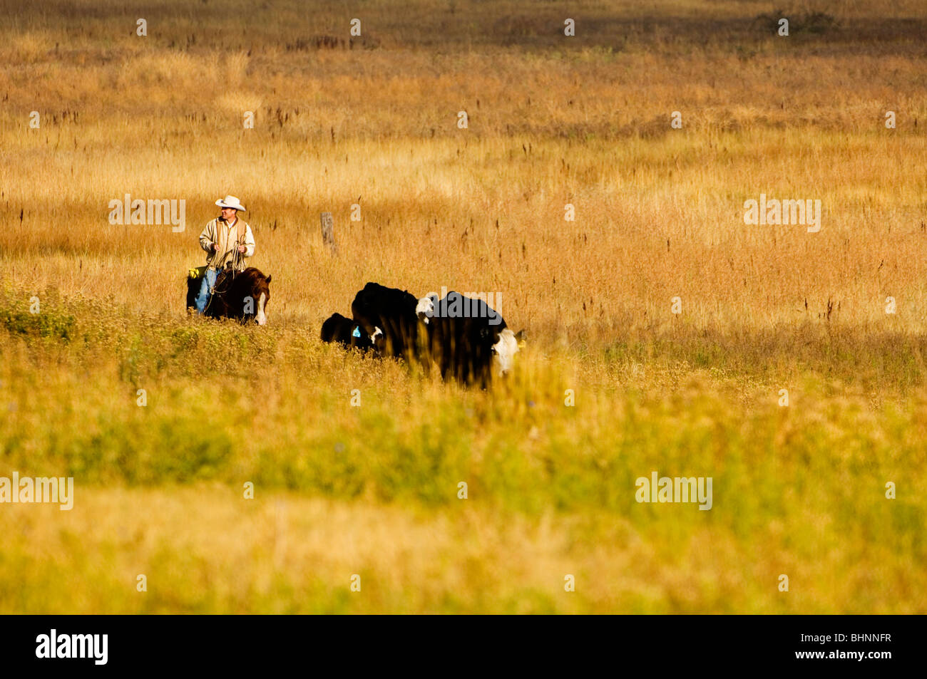 Cowboy riding the range herding cattle Stock Photo - Alamy