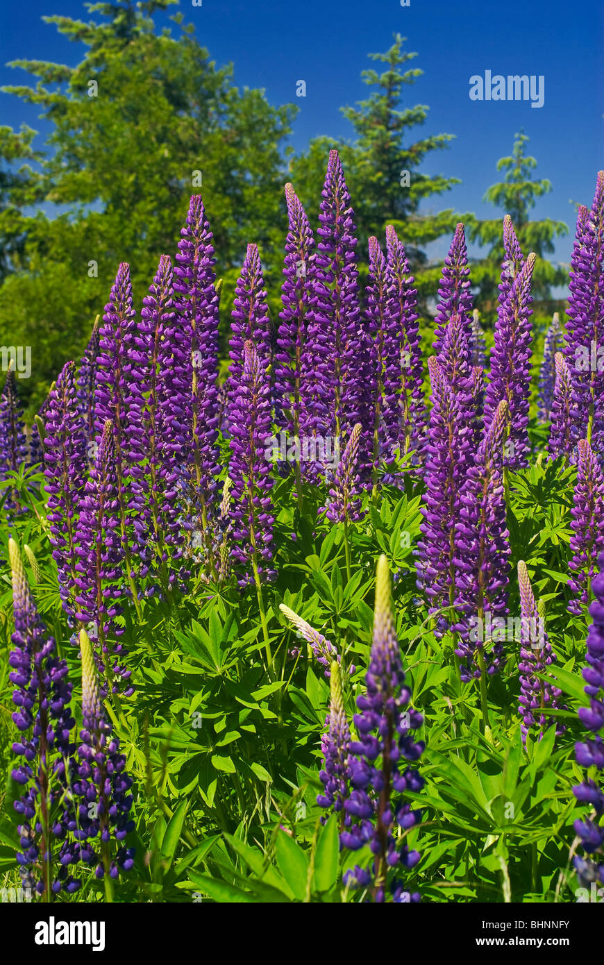Flora of washington state hi-res stock photography and images - Alamy