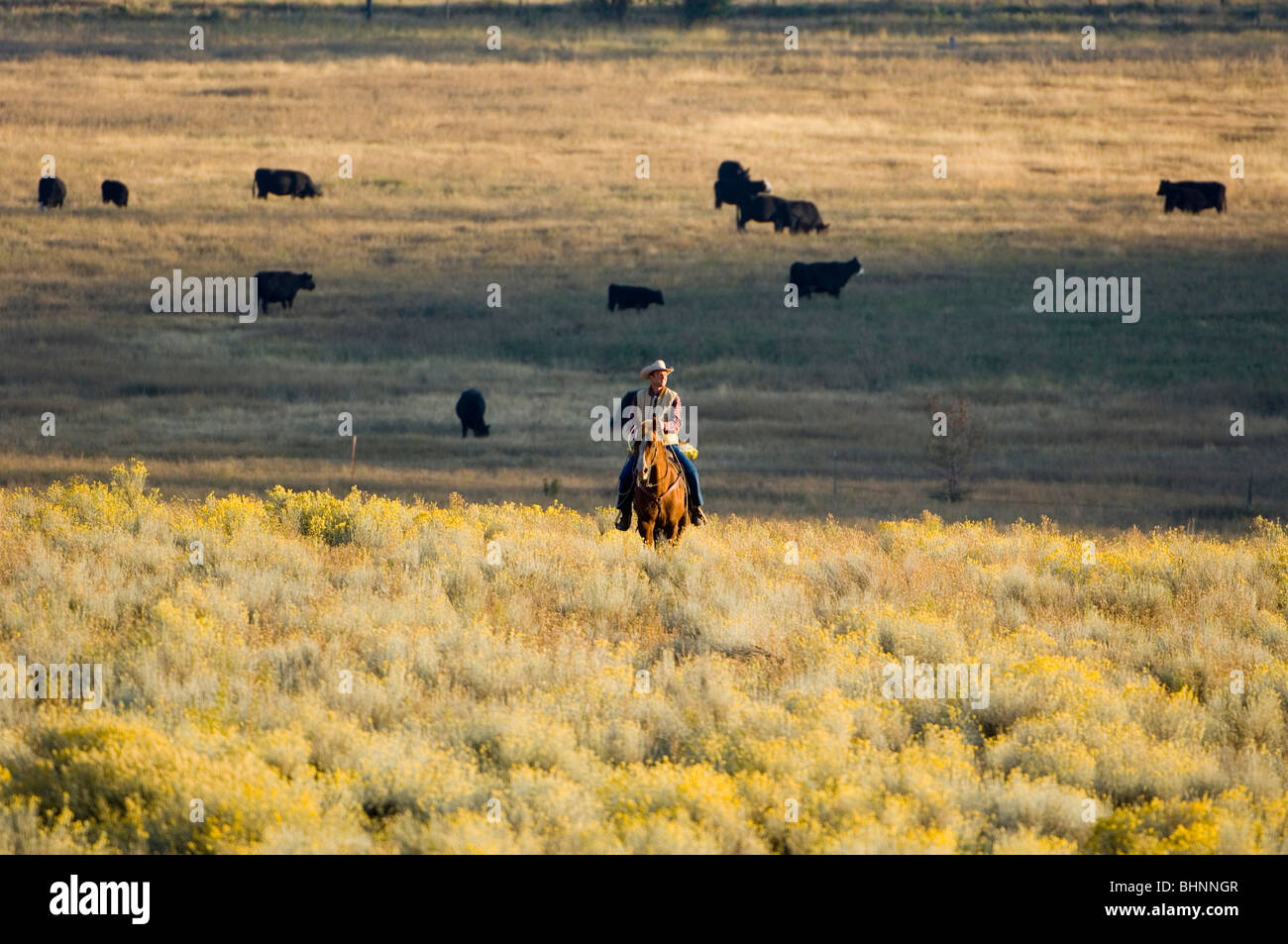 Cowboys riding the range herding cattle Stock Photo - Alamy