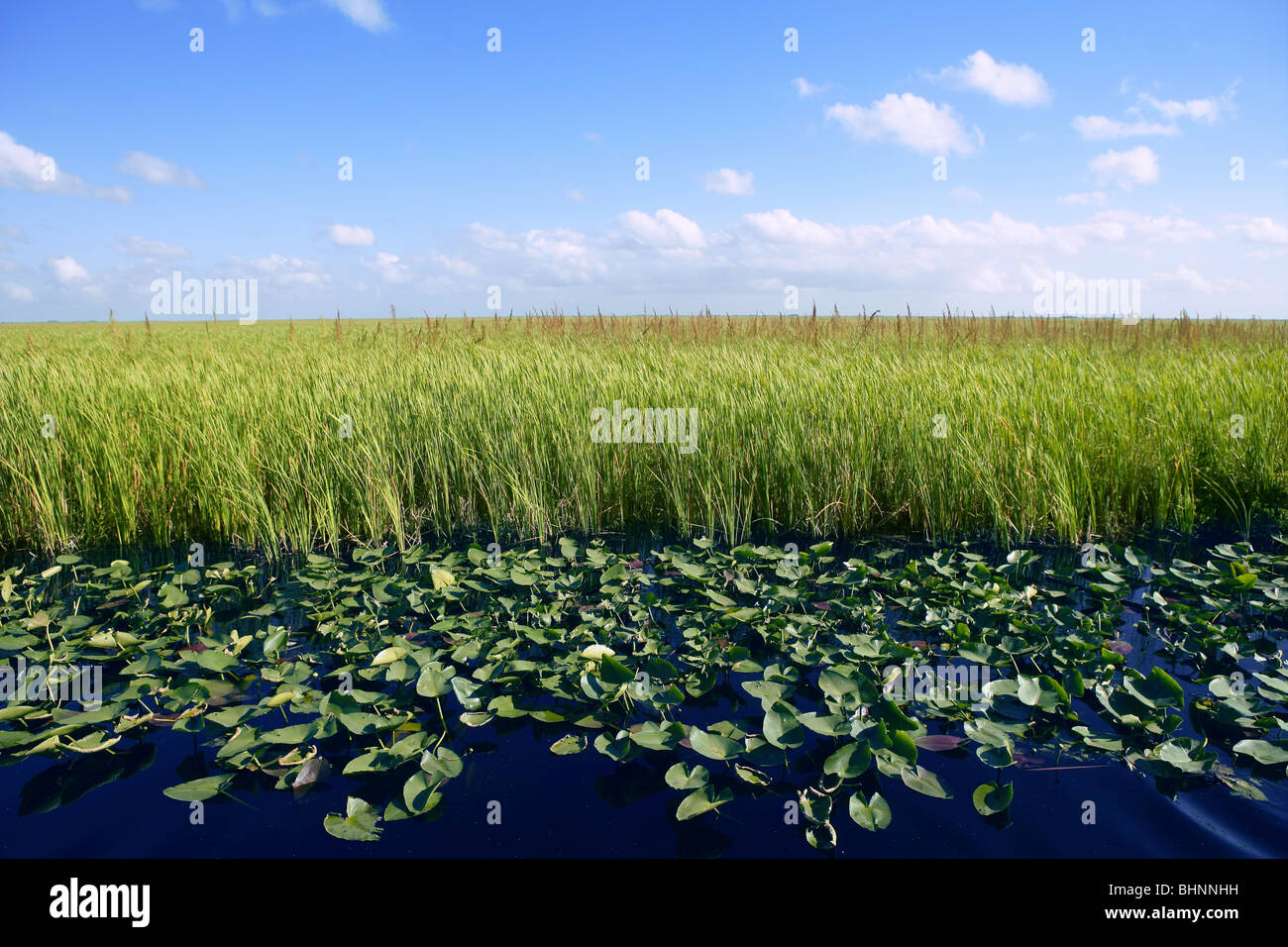 Blue sky in Florida Everglades wetlands green plants horizon, nature ...