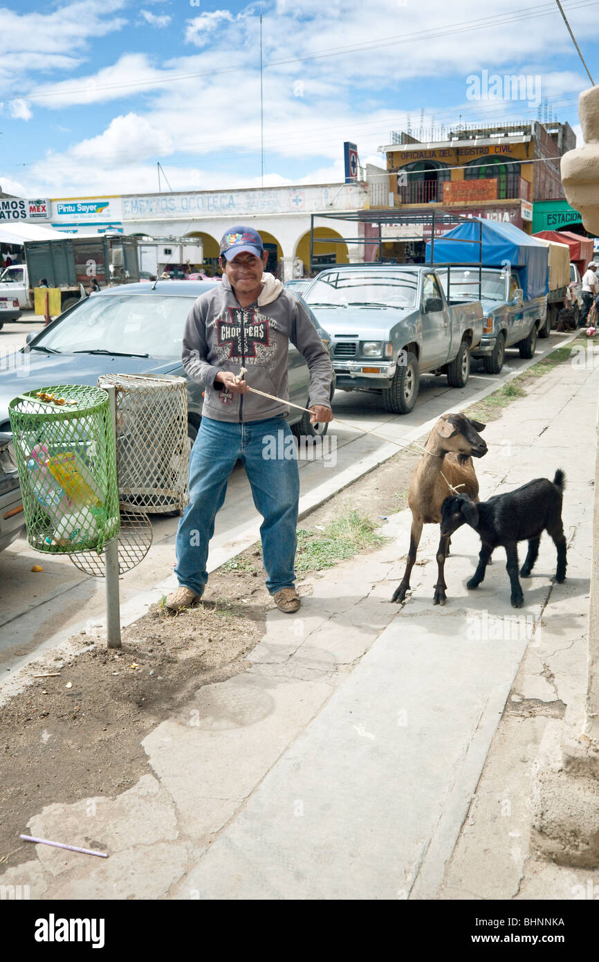 Grinning mexican man pulls recalcitrant hi-res stock photography and ...